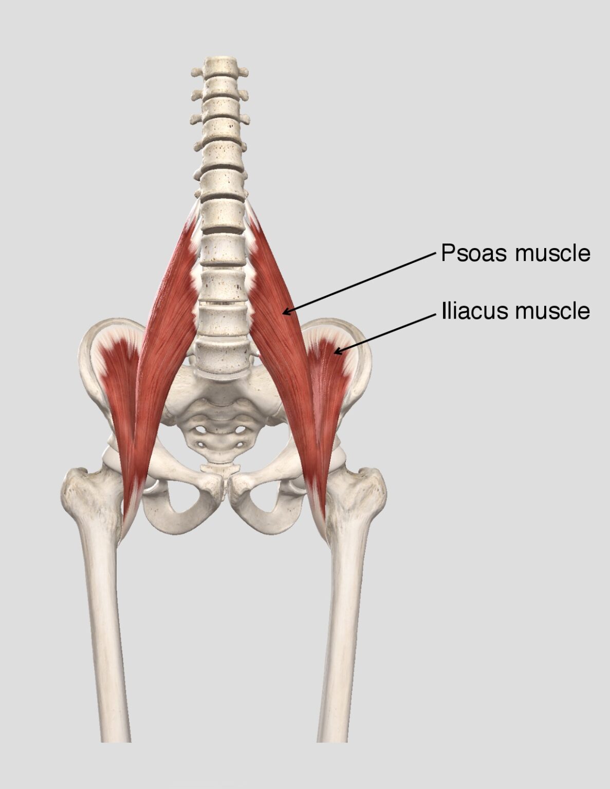 Training tip: Soothing your psoas muscle - Powell Wellness Center